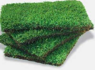 Tudo sobre a Grama Verde: Fotos, Dicas, Imagens