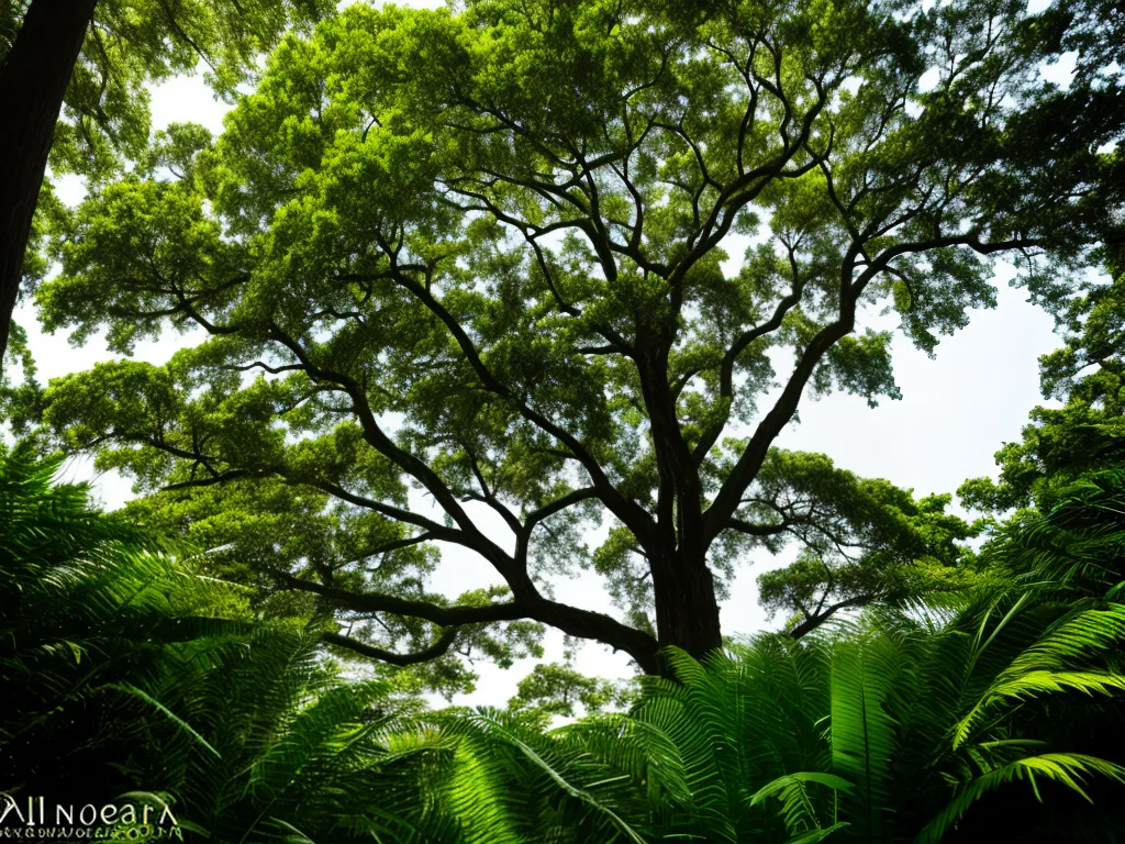 Descobrindo as Maravilhas da Embaúba Branca
